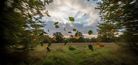 Natural Wind Blowing Through Leaves Ambience Sound Effect