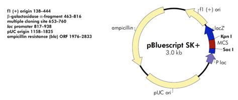 Pbluescript Sk 北京华越洋生物