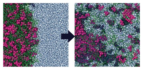 Advancing The Design And Optimization Of Drug Formulations With Coarse Grained Molecular