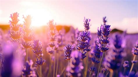Para Qué Sirve El Té De Lavanda Y Cuáles Son Sus Beneficios Para La Salud Infobae
