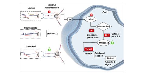 Intelligent Programmable Dna Nanomachines For The Spatially Controllable Imaging Of