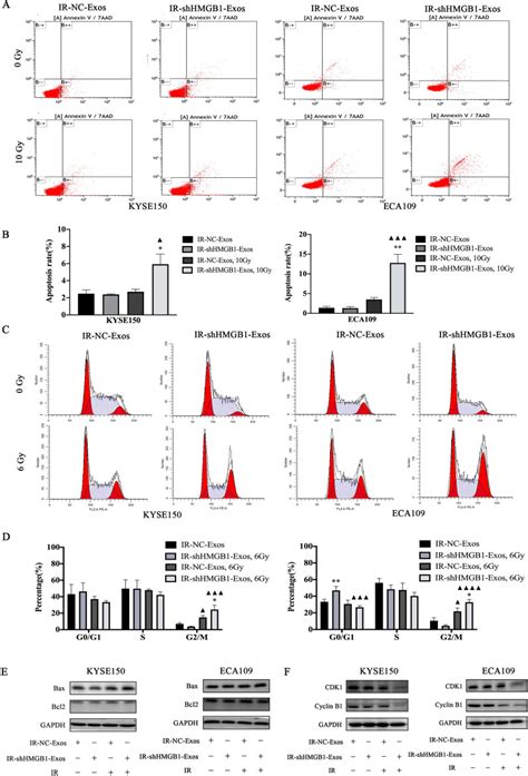 Irradiation Induced Exosomal Hmgb1 To Confer Radioresistance Via The Pi3k Akt Foxo3a Signaling