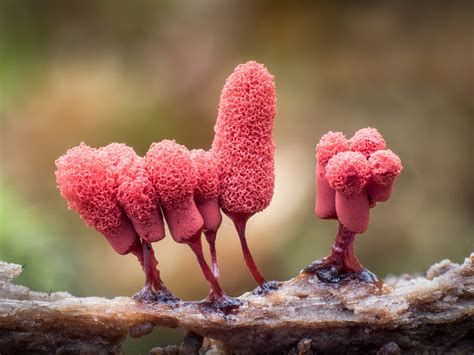 Barry Webb Documents A Marvelous Macro Array Of Colorful Slime Molds