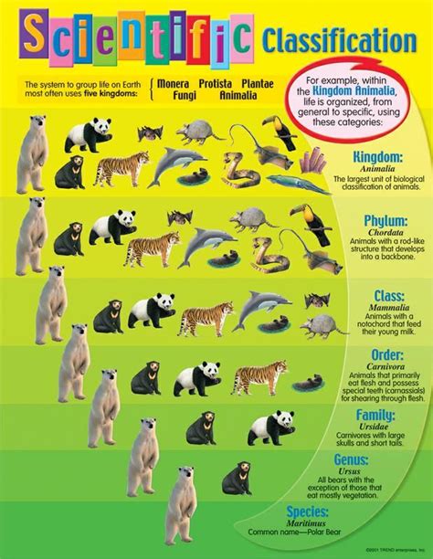 Scientific Classification Learning Chart Teaching Biology Teaching