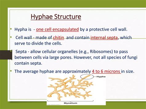 Kingdom Fungiii Its Hyphal Modifications Pptx