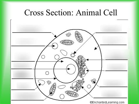 Cells Part 2 Diagram Quizlet