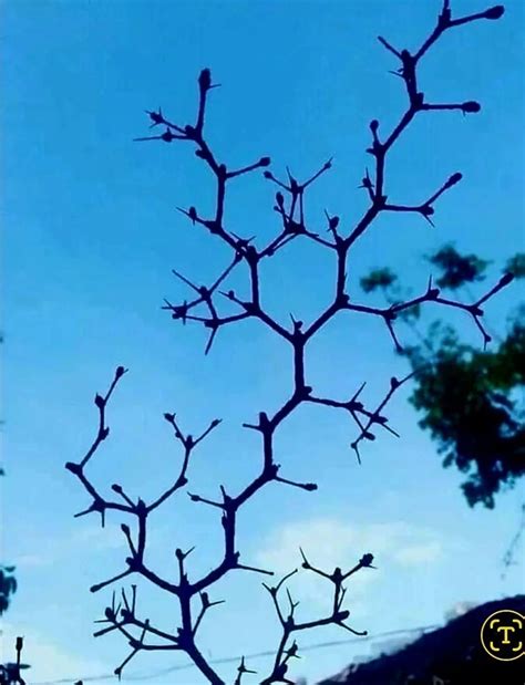 Ahmad G On Linkedin این خارجی ها هم این ضرب المثل مارو شنیدن که