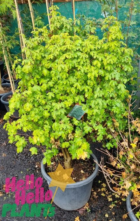 Acer Campestre Dwarf Field Maple 16 Pot Hello Hello Plants
