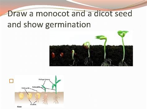 Review Game Evolution Plant Growth Classification Monocot Or