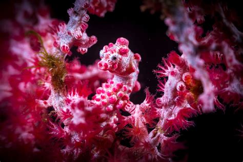 Can You See More Colors Than Most People Take The Test To Find Out