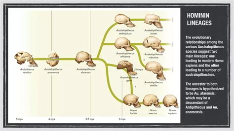 Galing Ba Tayo Sa Unggoy An Overview Of Human Evolution Pdf