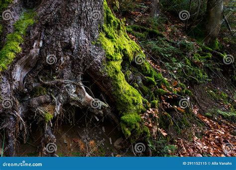 Tree Roots On A Mountain Slope Stock Image Image Of Stone Beautiful
