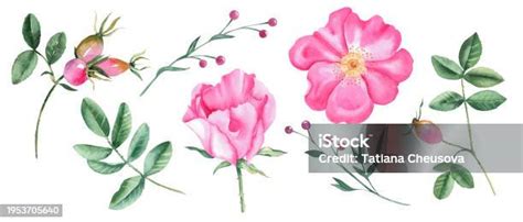 개 장미 꽃 잎 및 녹색 가지의 수채화 세트 와 분홍색 열매 와 백색 배경 고립된 와 식물 손으로 그린 그림입니다 개체 그룹에 대한 스톡 벡터 아트 및 기타 이미지 Istock