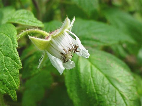 Rubus Idaeus Red Raspberry Go Botany