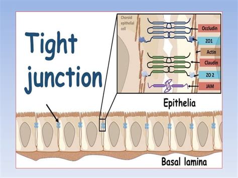 Cell Cell Interaction Pptx Biological Sciences Science Cell Cell Interaction Pptx Biological Sciences Science