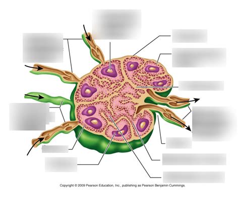 Lymph Node Structure Diagram Quizlet