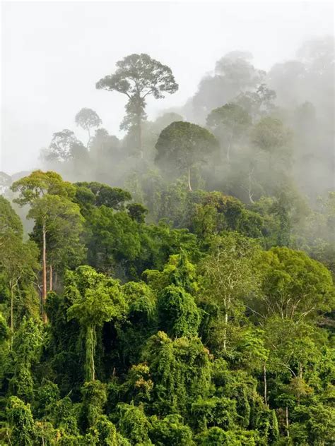 Malaysias Deforestation Ecosystem Pulitzer Center