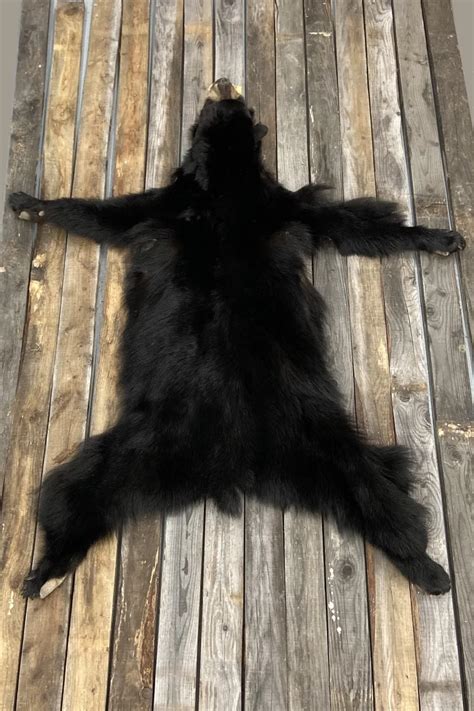 Black Bear Pelt Bilodeau Canada