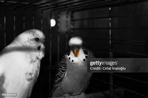 Owl Parrot Photos And Premium High Res Pictures Getty Images