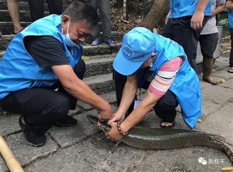 多地发现鳄雀鳝 农业部门已开展外来入侵物种普查凤凰网浙江 凤凰网