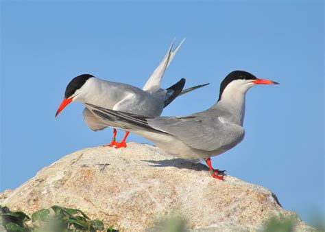 Identification Roseate Tern Life Project