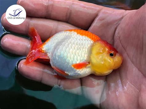 Trại Cá Ranchu Mini Lớn Nhất Tphcm Chợ Cá Mekong