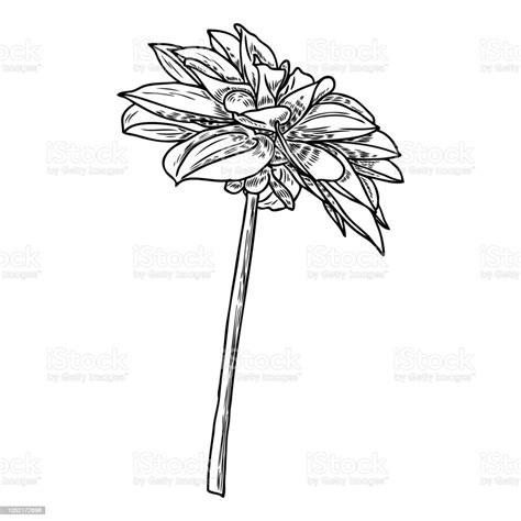 달리아 꽃입니다 식물 흑백 잉크 빈티지 일러스트입니다 여름 디자인 요소입니다 관련된 종 데이지 국화 그리고 백 일초 포함 됩니다 꽃 머리입니다 벡터입니다 데이지에 대한 스톡