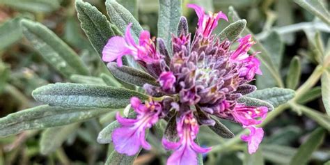 Teucrium Aroanium Sunnyvale Garden