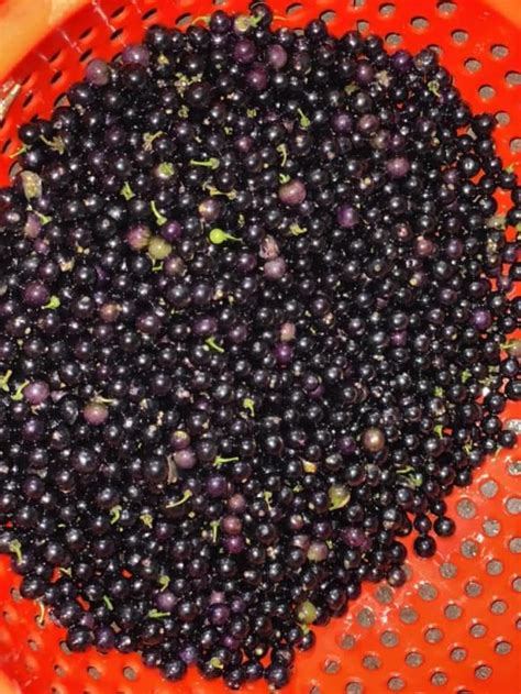 Quả dại mọc ven đường không ai ngó tới nhưng hóa ra là đặc sản được bán với giá 300 400