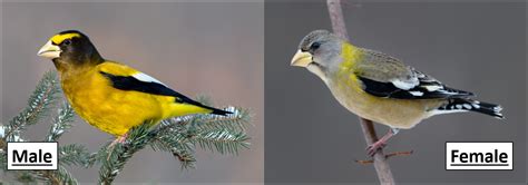 15 Birds That Are Yellow In Oregon Id Guide Bird Watching Hq