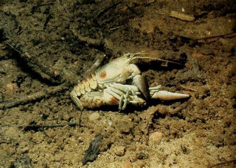 Rusty Crayfish Mating By Doug Stamm From Natural History Magazine