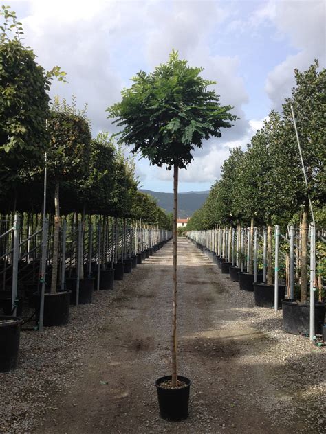 Robinia Pseudoacacia Umbraculifera R P Inermis Gorini Piante