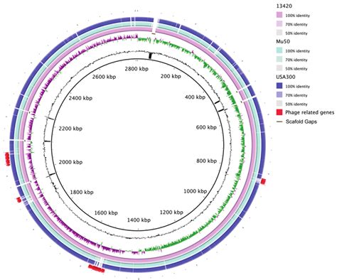 Multiple Genome Comparison Between S Aureus 13420 Mu50 And Usa300 Download Scientific Diagram