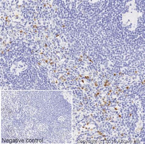 Hrp Anti Ciap1 Antibody Epr4673 Ab207526 Abcam