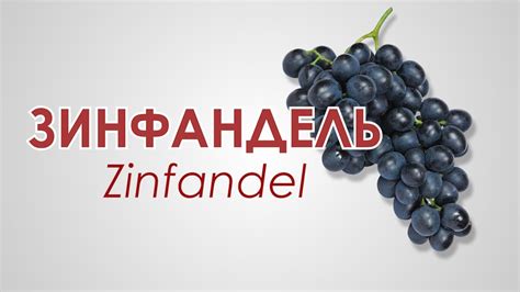 Сорт винограда Зинфандель. - YouTube