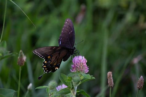 Insect Eggs Identification Guide Usa Species