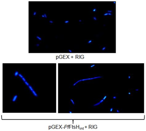 E Coli Cells Transformed With PGEX RIG Or PGEX PfFtsHint RIG Were Download Scientific