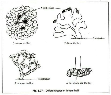 Foliose Lichen Diagram