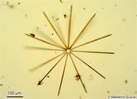 ニチリンケイソウ Thalassiothrix Frauenfeldii