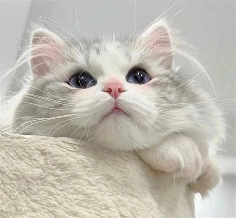 2023最新适合用微信头像的猫猫图片 适合用微信头像的猫猫图片大全 配图网
