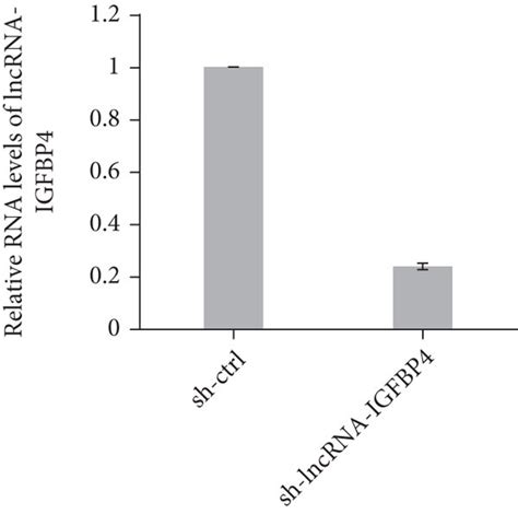 Lncrna Igfbp4 Suppresses Autophagy In Hela Cells A Fluorescent Download Scientific Diagram