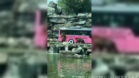熊大熊二凌波微步 母婴亲子视频 搜狐视频