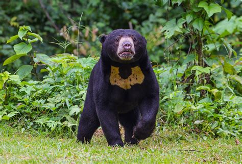 Sun Bear Habitat