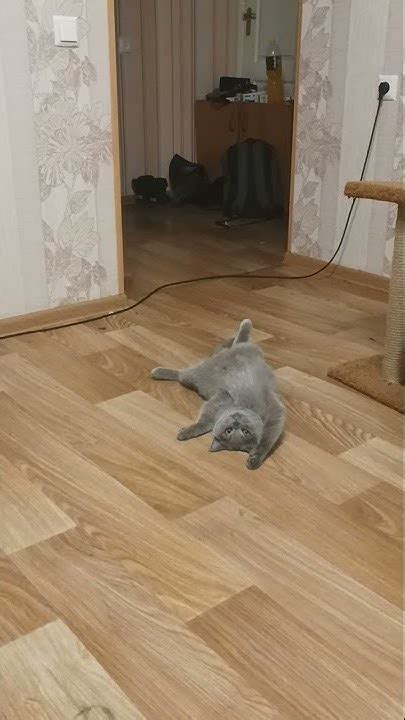 на силе на раслабоне кот чалится Youtube