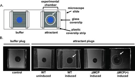 Agarose Plug Assay A Diagrammatic Representation Of An Agarose Plug