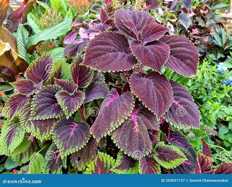 The Coleus Scutellarioides Or Painted Nettle Plant Stock Image Image