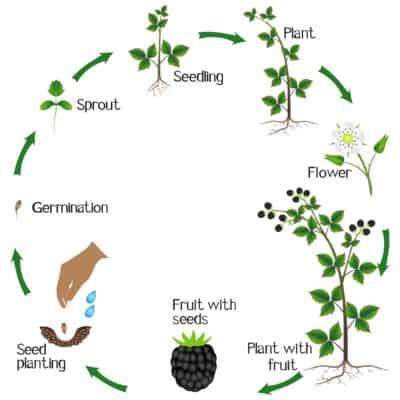 How To Grow Blackberry Plants From Seeds