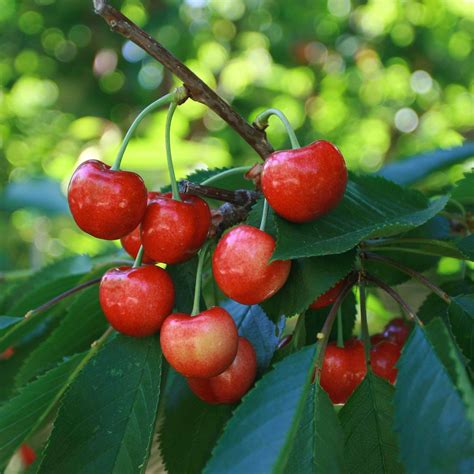 Prunus Avium Bing Bing Cherry Tree Western Star Nurseries