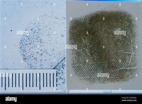 Fingerprint Analysis Partial Fingerprint Retrieved From A Crime Scene Left Being Compared To