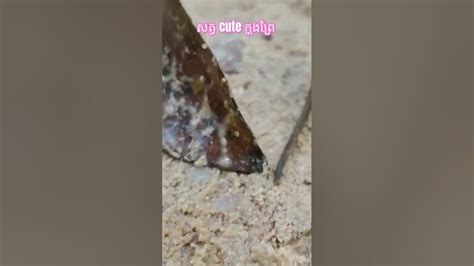 បងប្អូនស្គាល់ ទៀក ឬអត់ សត្វ Cute ក្នុងព្រៃ សត្វទៀក ទាក Youtube